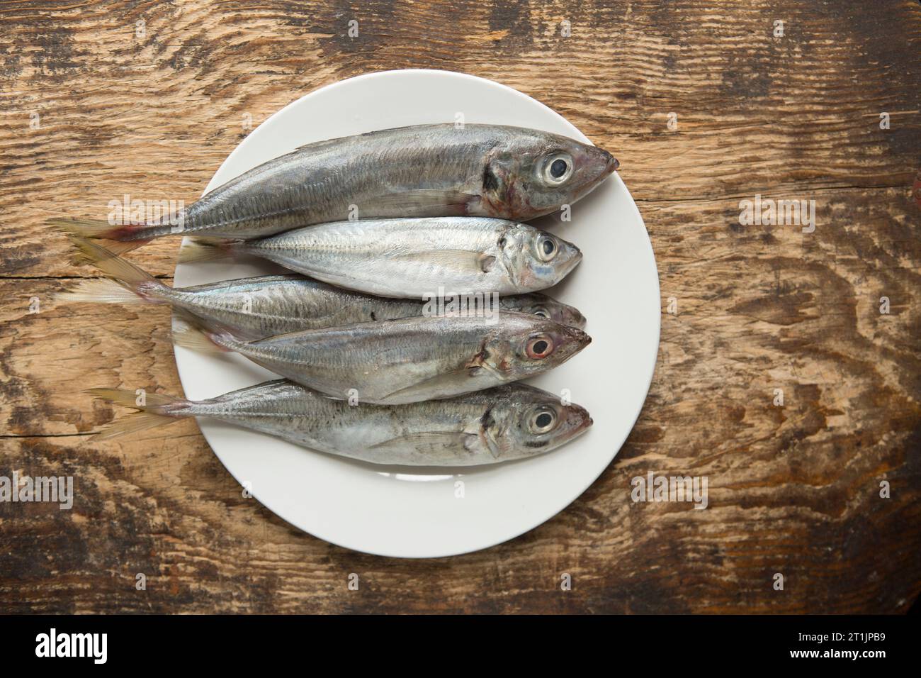 Fresh, raw scad, Trachurus trachurus, caught in the English Channel ...