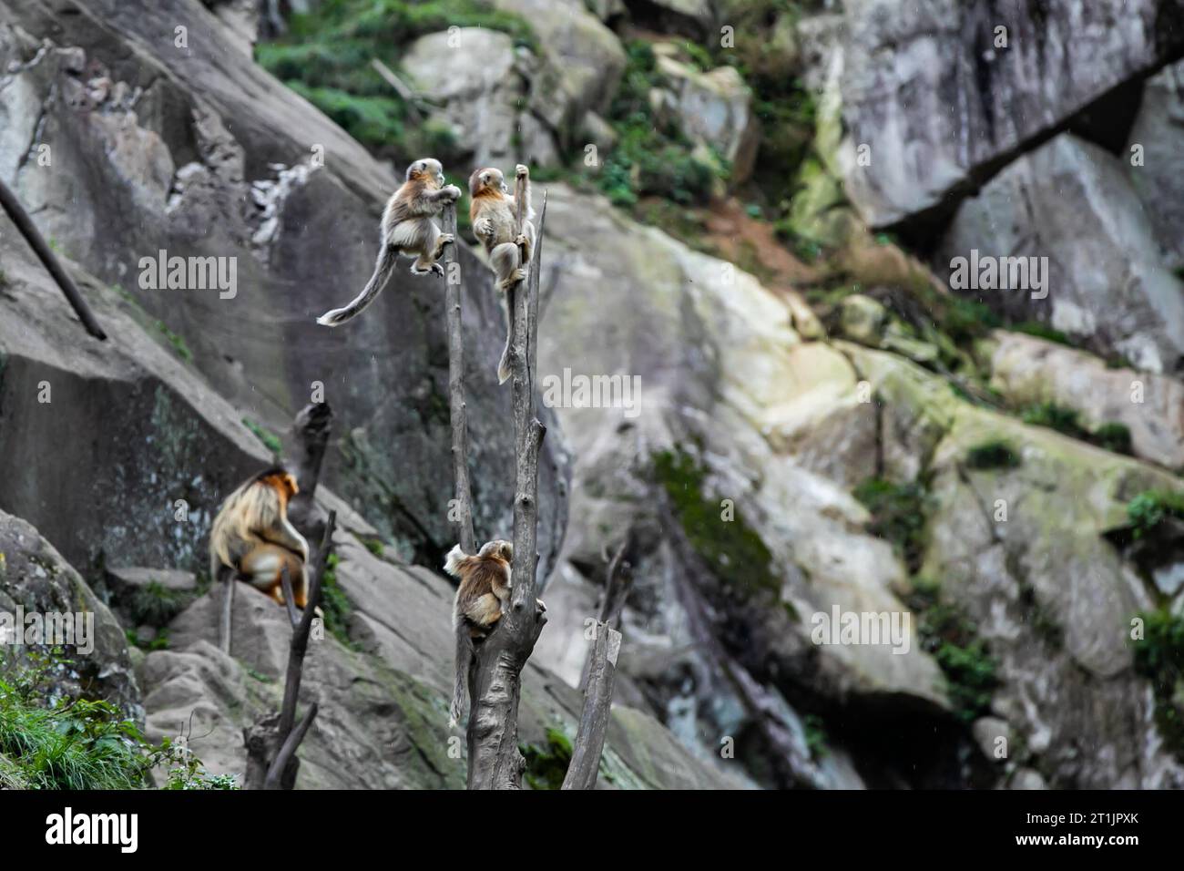 Lanzhou. 14th Oct, 2023. Sichuan golden snub-nosed monkeys are seen at ...