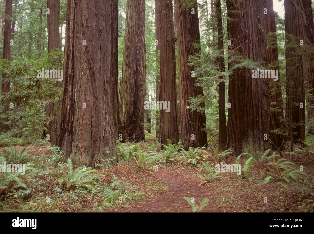 Cheatham Redwood Grove, Humboldt Redwoods State Park, California Stock ...