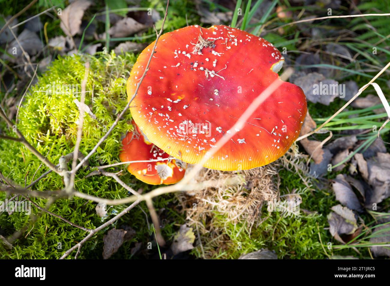 Bright red and poisonous toadstool in autumn in forest Stock Photo - Alamy