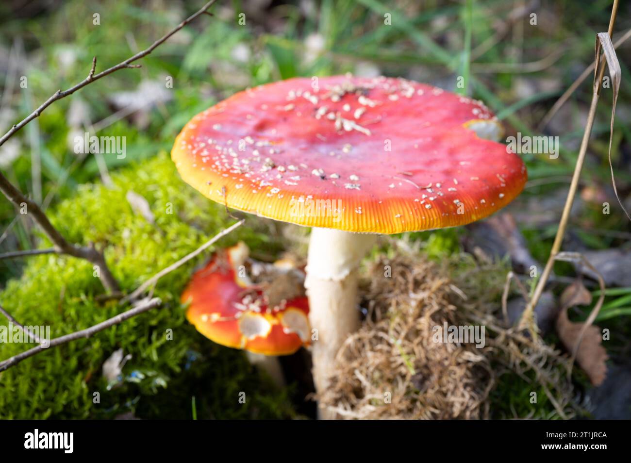 Bright red and poisonous toadstool in autumn in forest Stock Photo - Alamy