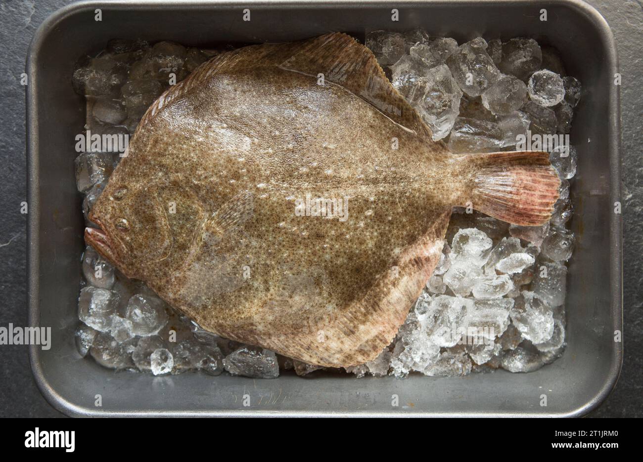 Fish english channel hi-res stock photography and images - Alamy