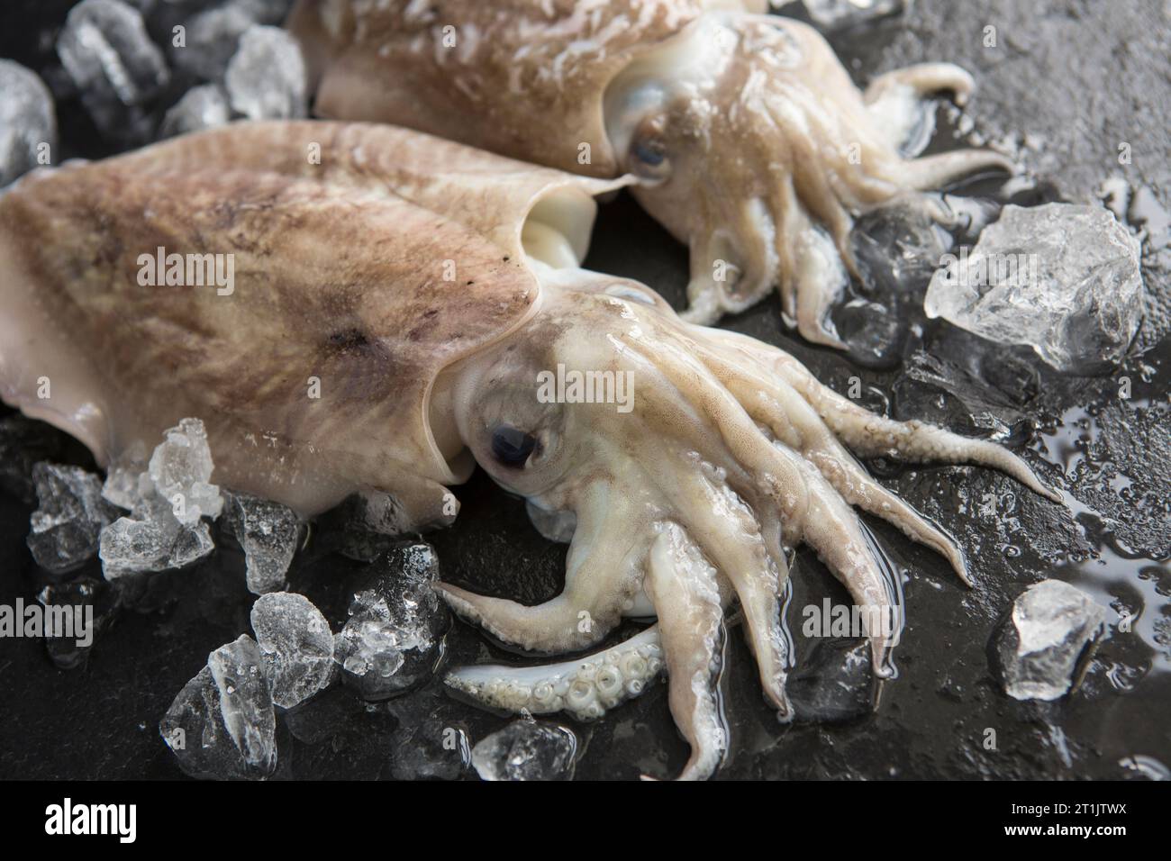 Raw Cuttlefish, Sepia officinalis, caught in the English Channel ...