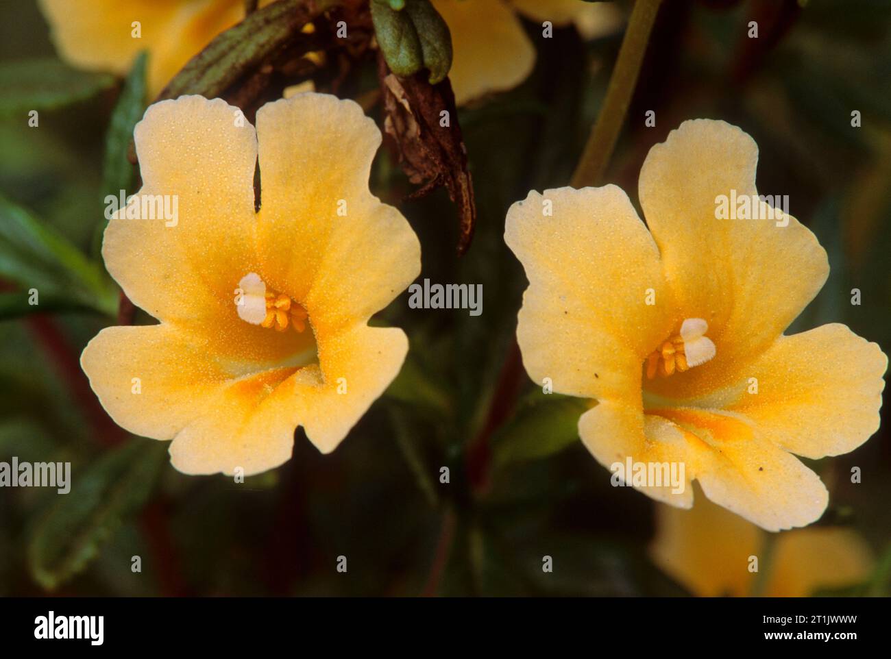 Sticky monkey flower, Los Osos State Reserve, California Stock Photo ...
