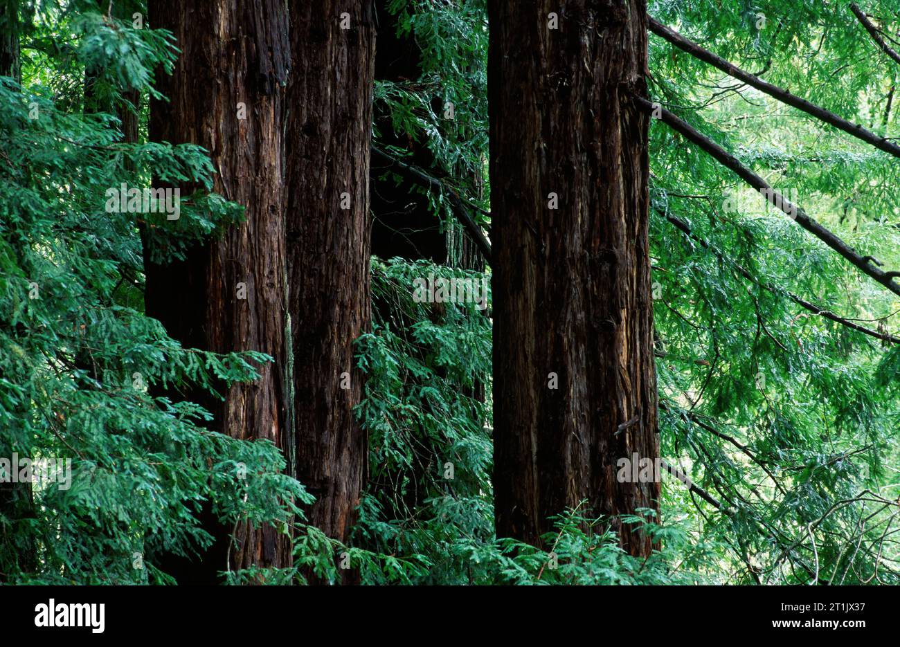 Coast redwoods, Samuel P. Taylor State Park, Golden Gate National ...