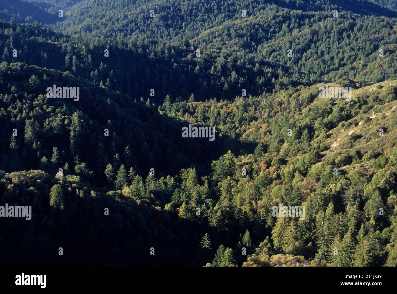 Forest drainage overview, Castle Rock State Park, California Stock ...