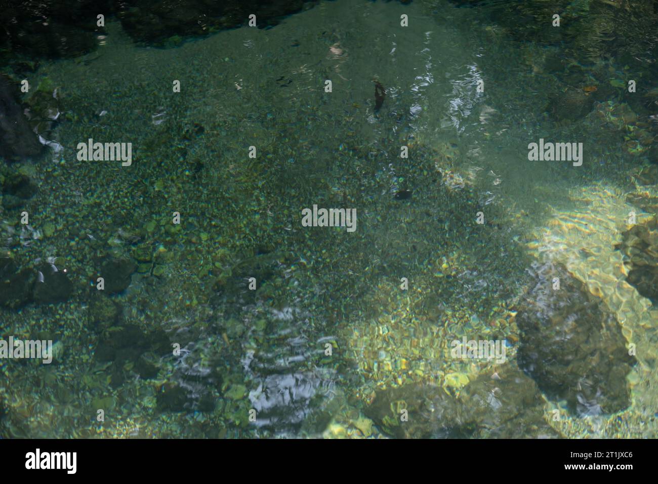 Transparent green and blue stream the tree roots and rocks under the ...