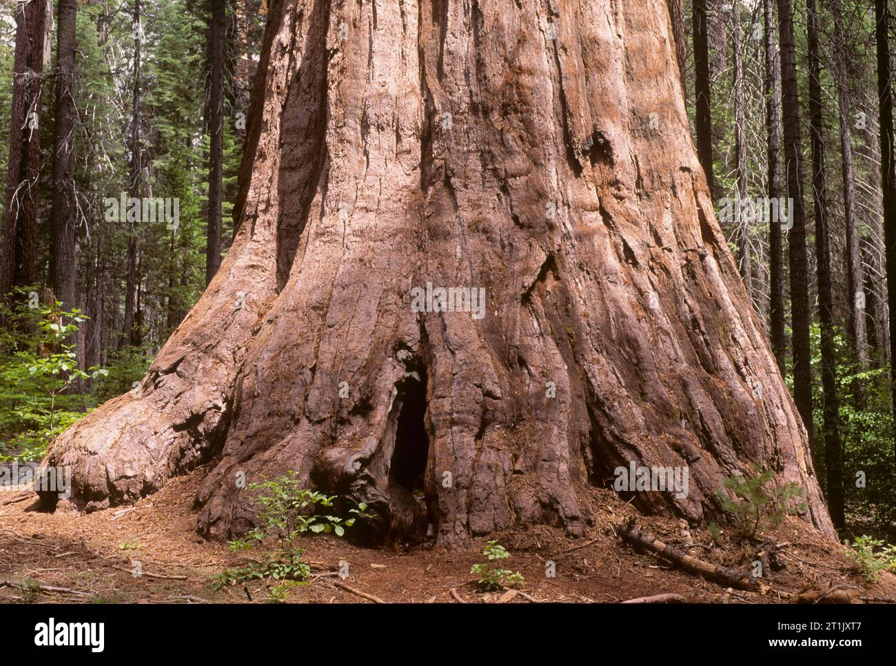 Calaveras big trees hi-res stock photography and images - Alamy