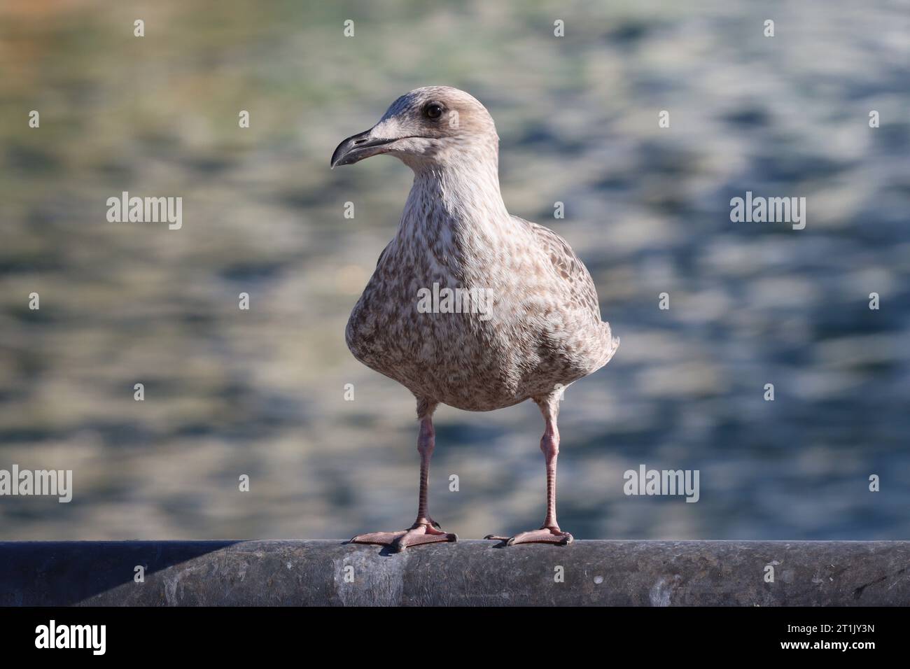 Peterhead trail hi-res stock photography and images - Alamy