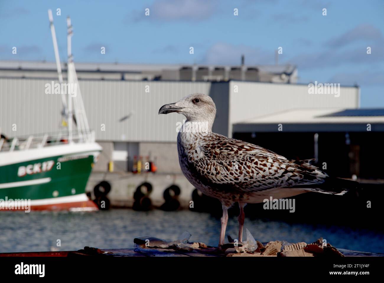 Peterhead trail hi-res stock photography and images - Alamy