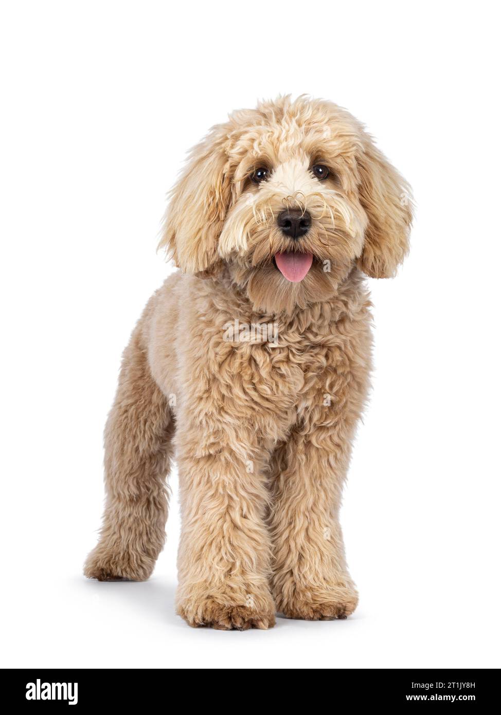 Cute cream young Labradoodle dog, standing up facing front. Looking ...