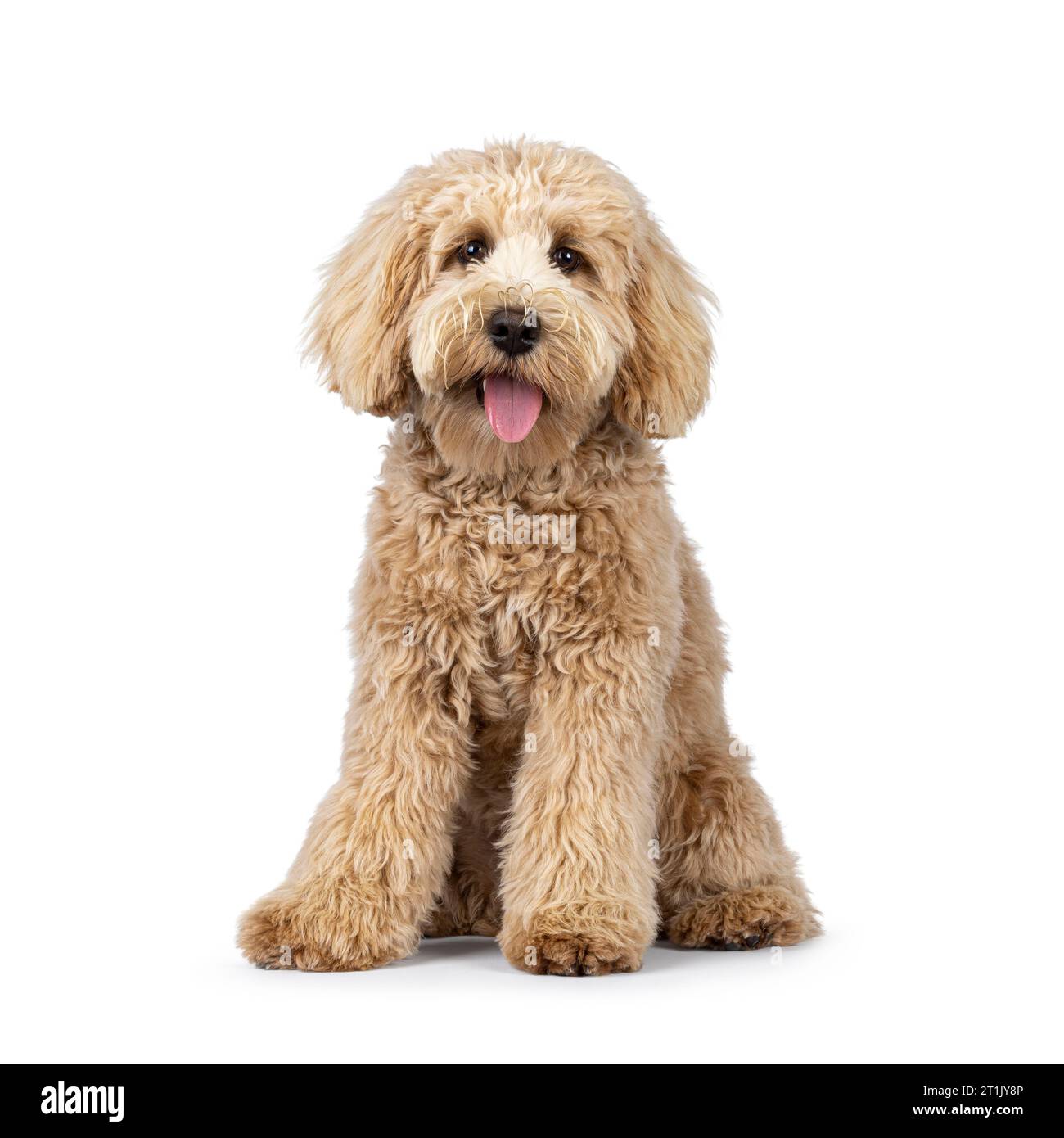 Cute cream young Labradoodle dog, sitting up facing front. Looking ...
