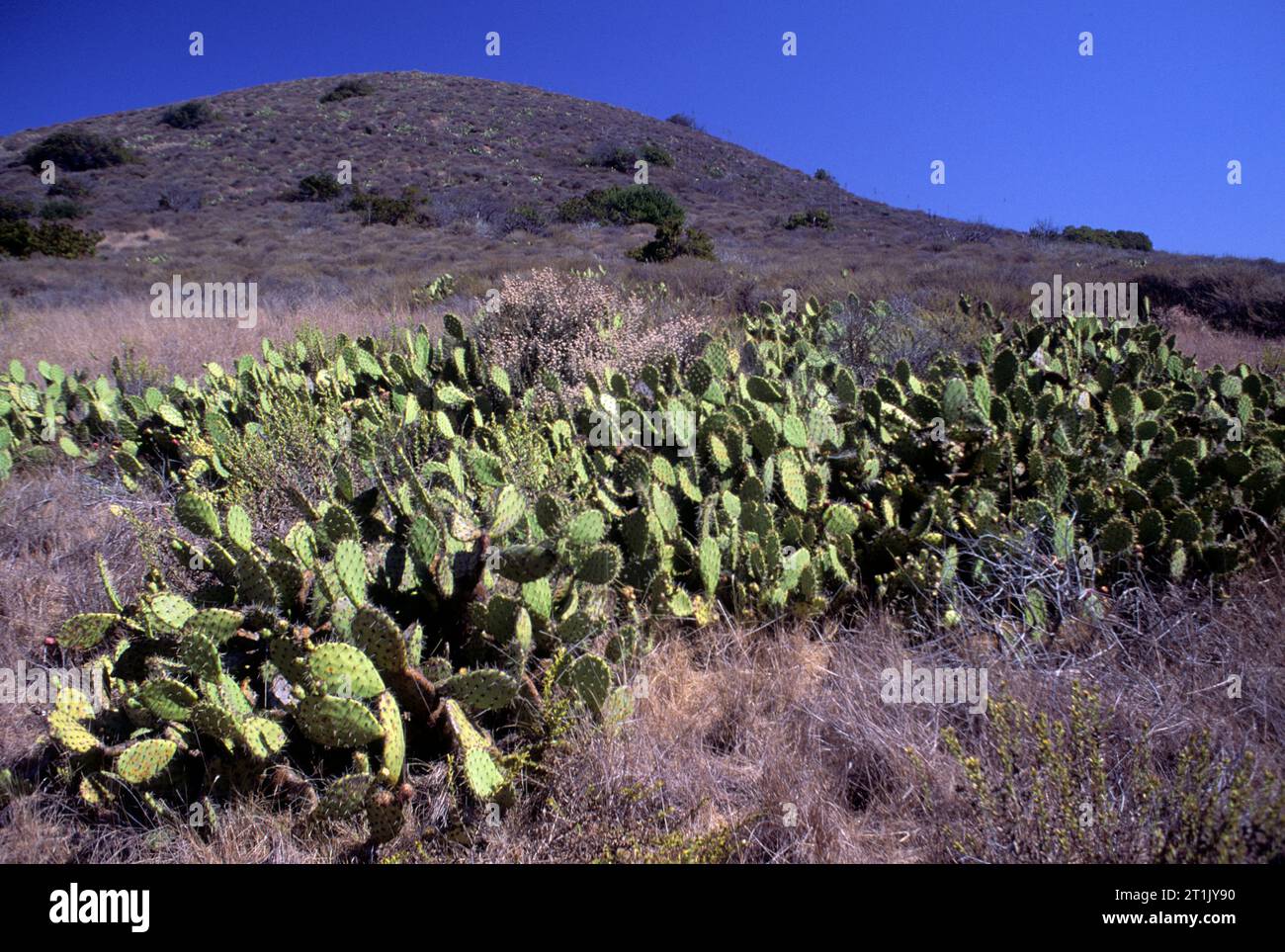 Prickly pear, Point Mugu State Park, Santa Monica National Recreation ...