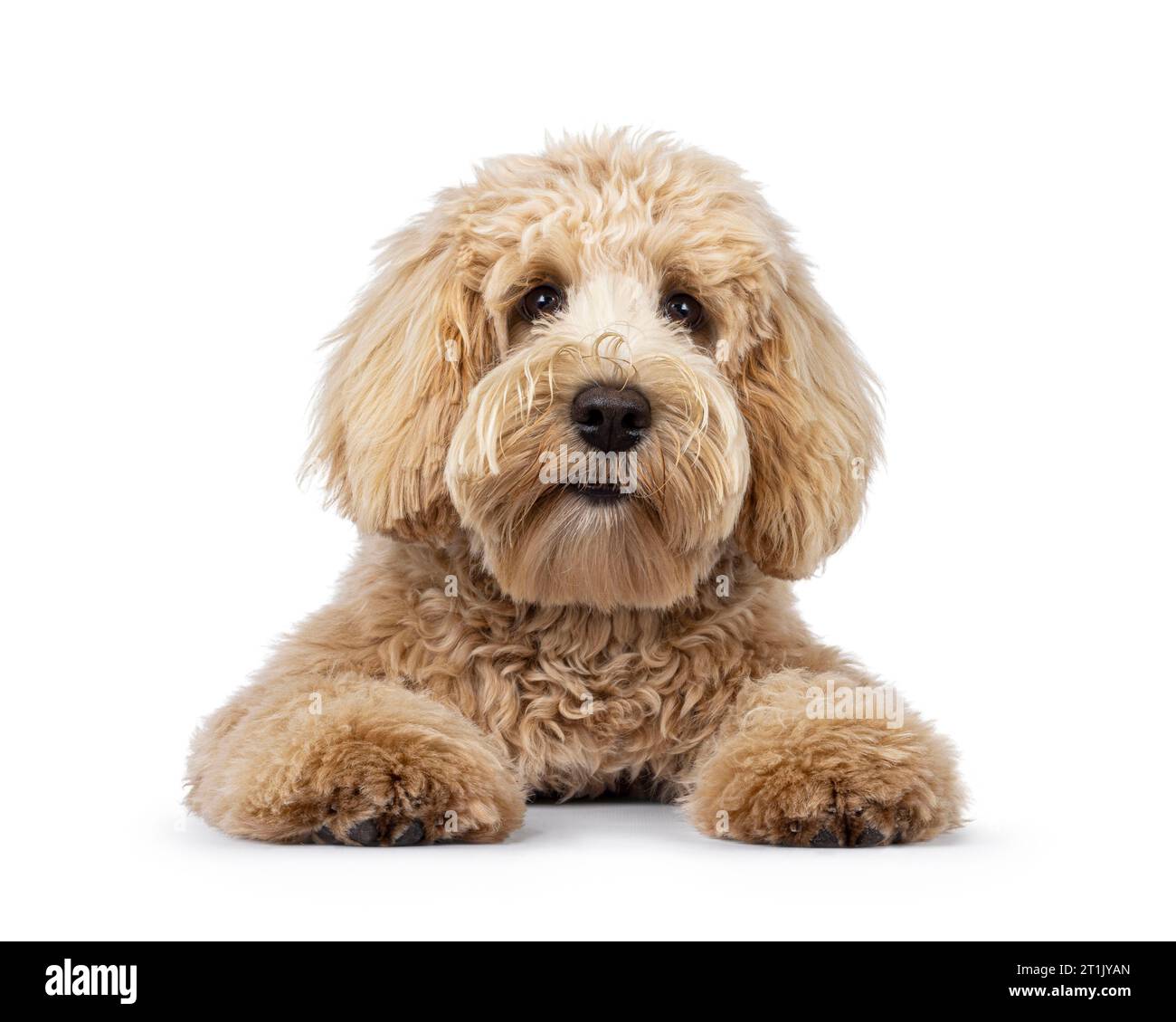 Cute cream young Labradoodle dog, laying down facing front. Looking ...