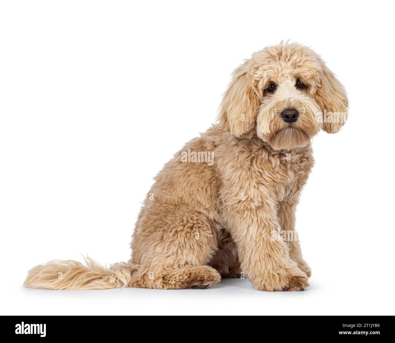 Cute cream young Labradoodle dog sitting up side ways. Looking a bit ...