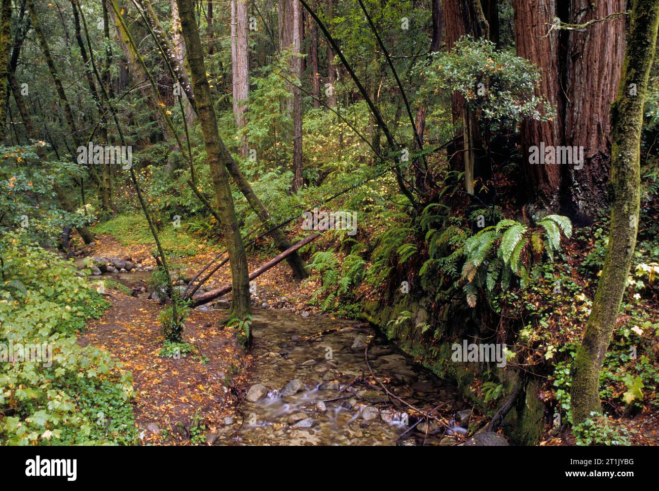 Fall Creek forest, Fall Creek Unit-Henry Cowell State Park, California ...