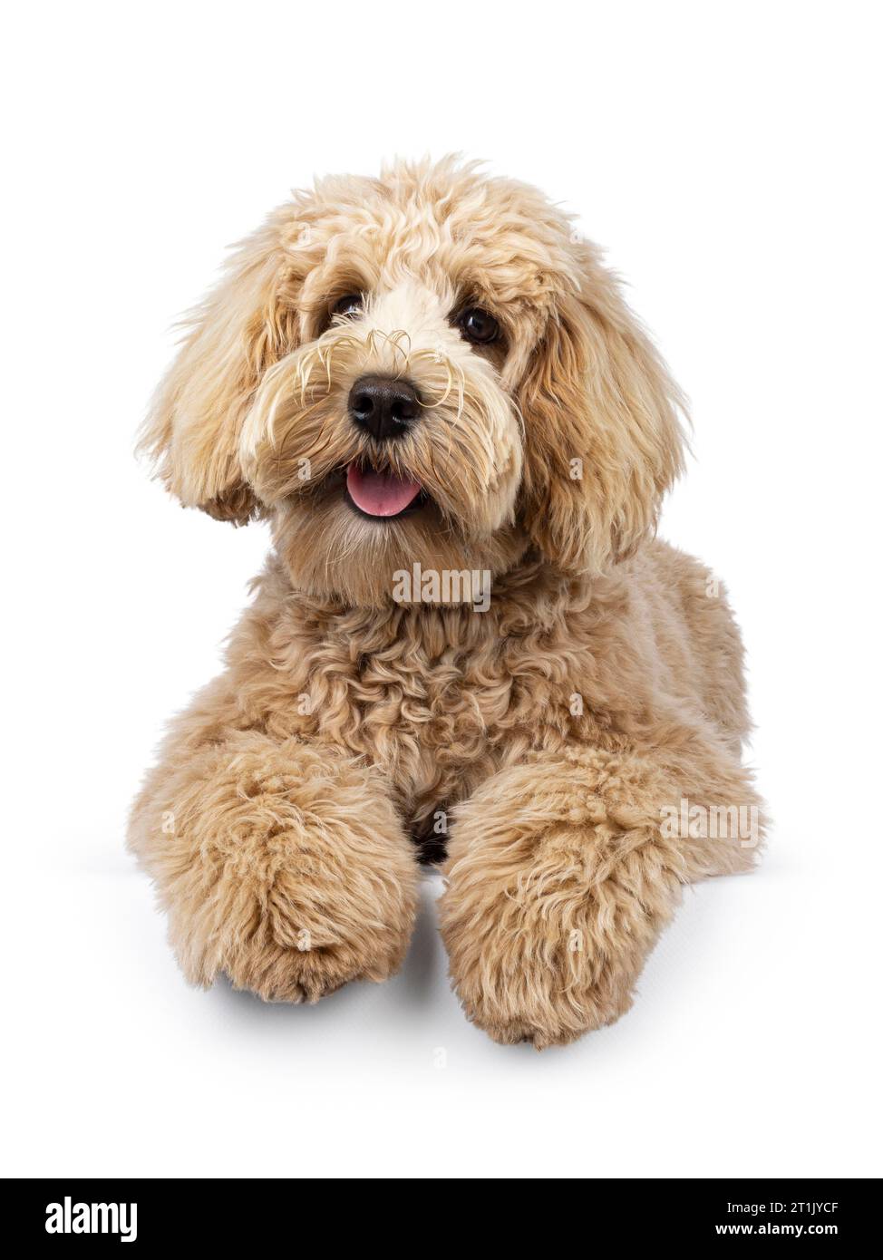 Cute cream young Labradoodle dog, laying down facing front. Looking ...