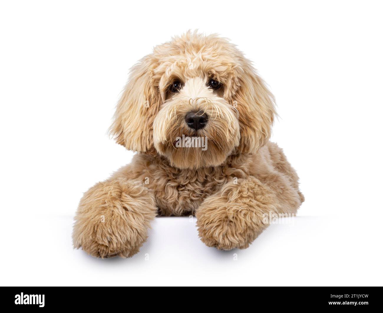 Cute cream young Labradoodle dog, laying down facing front on edge ...