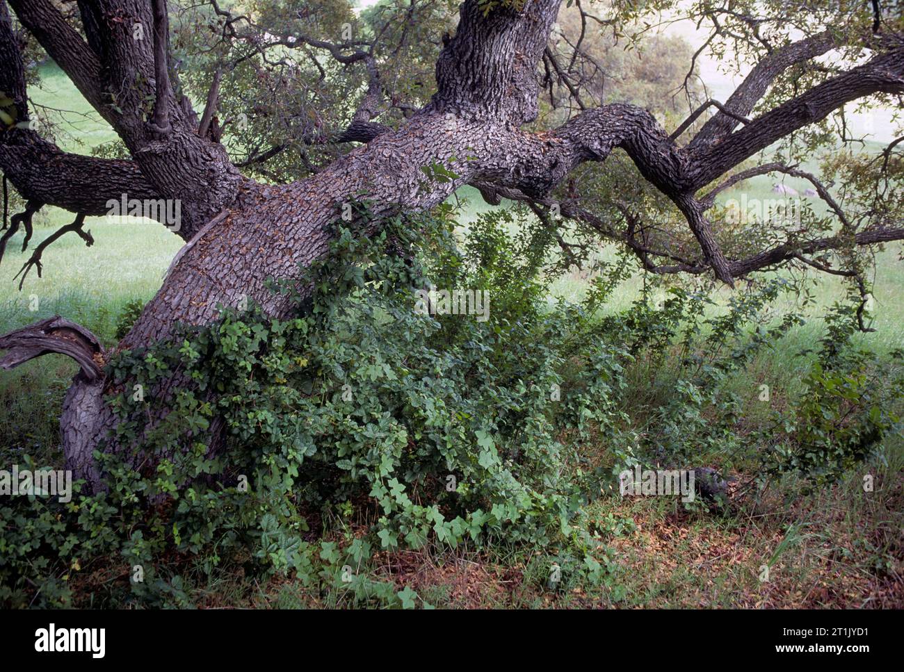 Engelmann oak quercus engelmannii hi-res stock photography and images ...