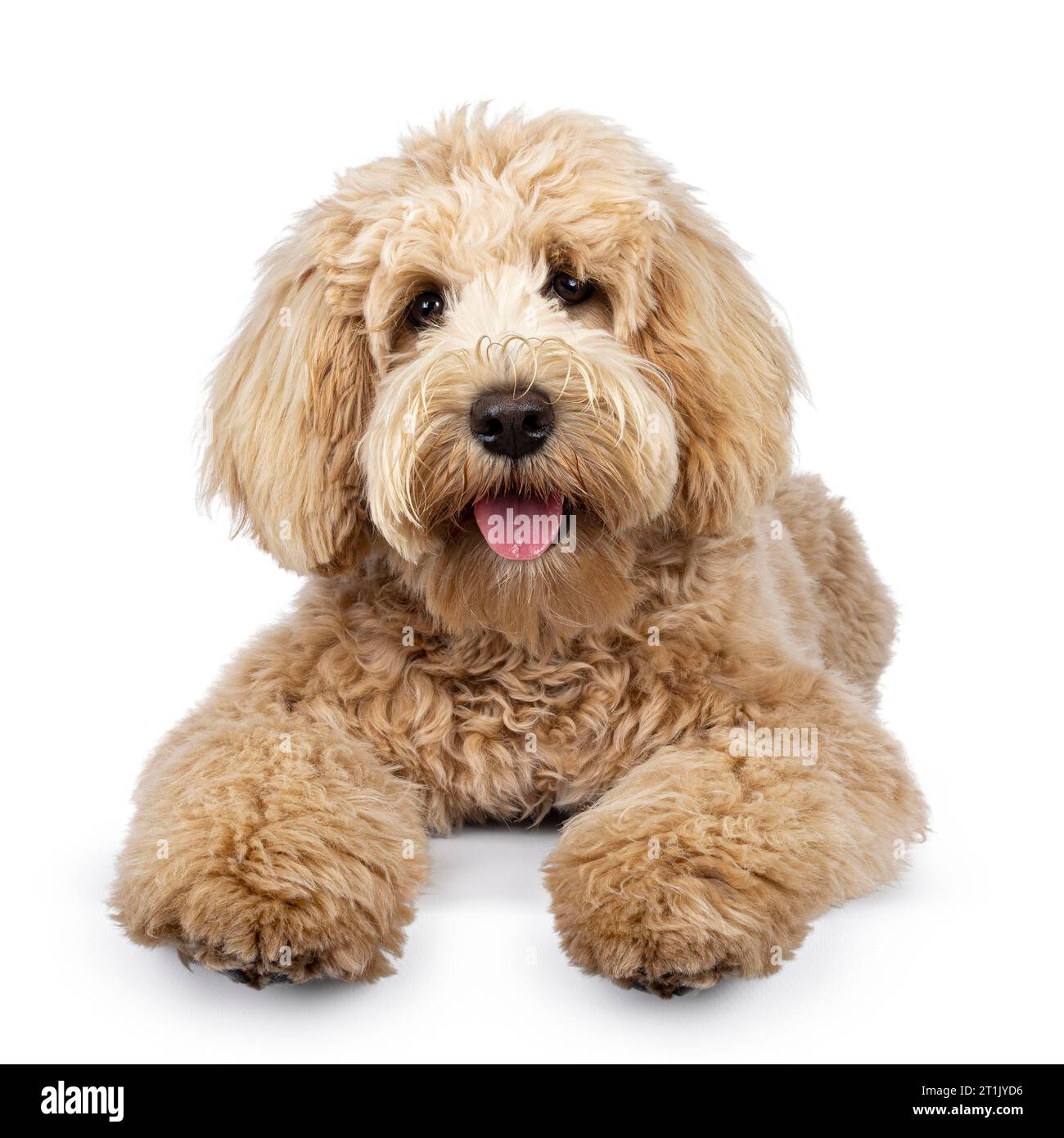 Cute cream young Labradoodle dog, laying down facing front. Looking ...