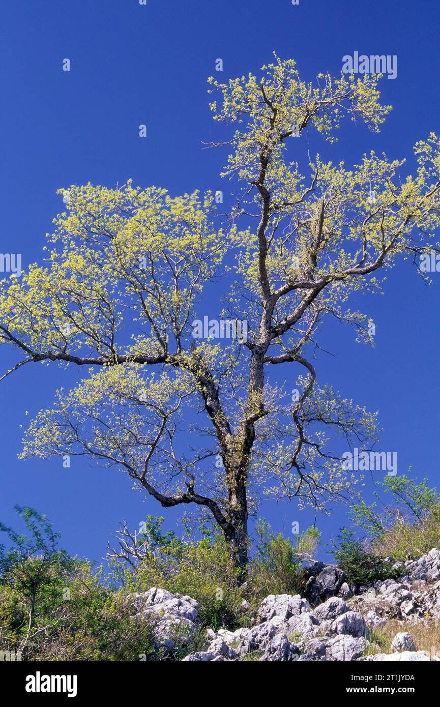 Oak, Fremont Peak State Park, California Stock Photo - Alamy