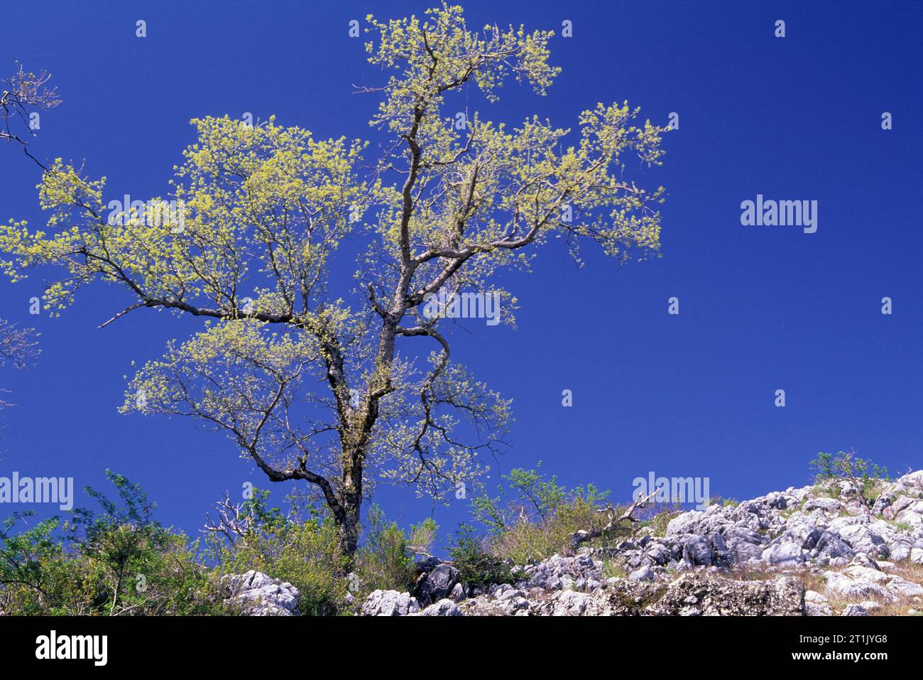 Oak, Fremont Peak State Park, California Stock Photo - Alamy