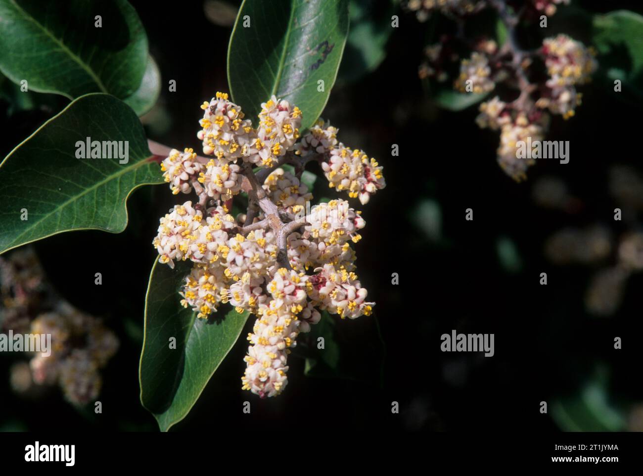 Forest sugarbush hi-res stock photography and images - Alamy