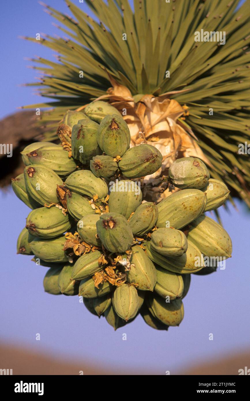 Joshua tree seed pods, Saddleback Butte State Park, California Stock ...