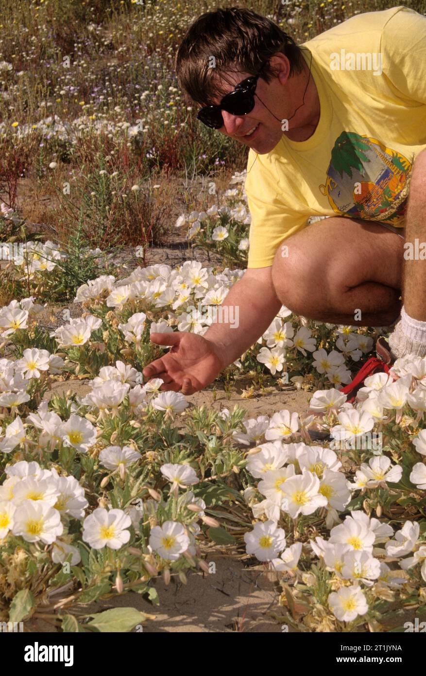 Desert primrose (Oenothera deltoides), Saddleback Butte State Park ...