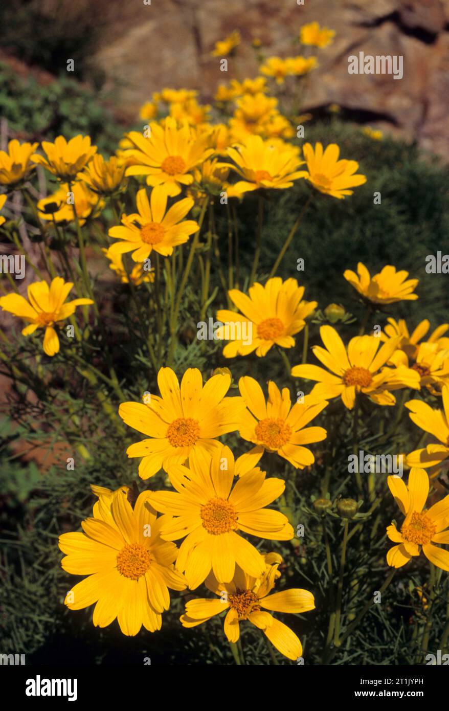 La Jolla Canyon giant coreopsis, Point Mugu State Park, Santa Monica ...