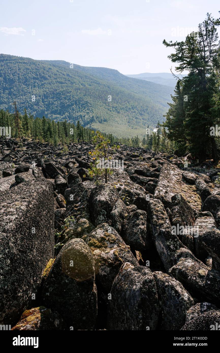 Scattering of fir trees hi-res stock photography and images - Alamy