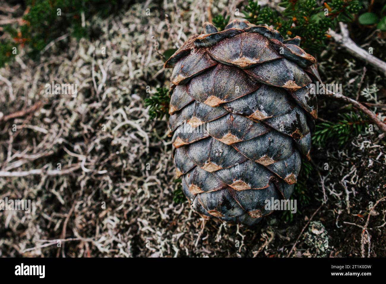 Cedar Cones Identification