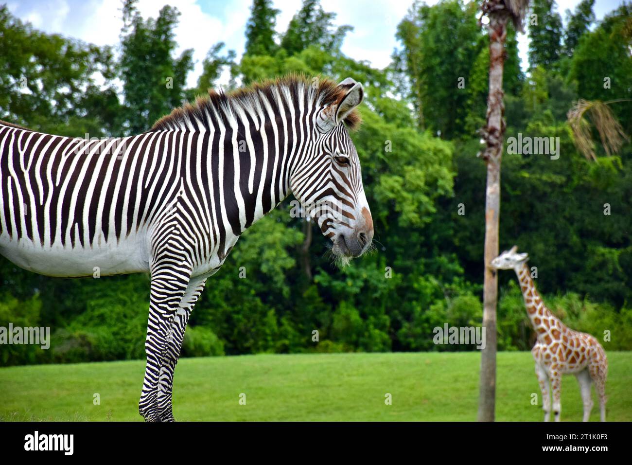 Zebra and Giraffe in a Safari Park Stock Photo - Alamy
