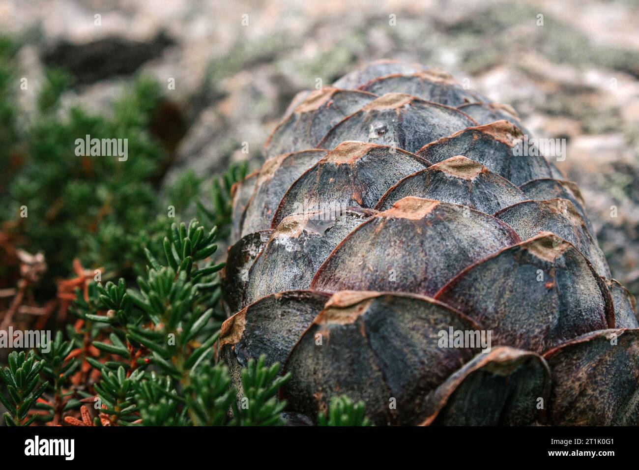 Pine cone scales hi-res stock photography and images - Alamy