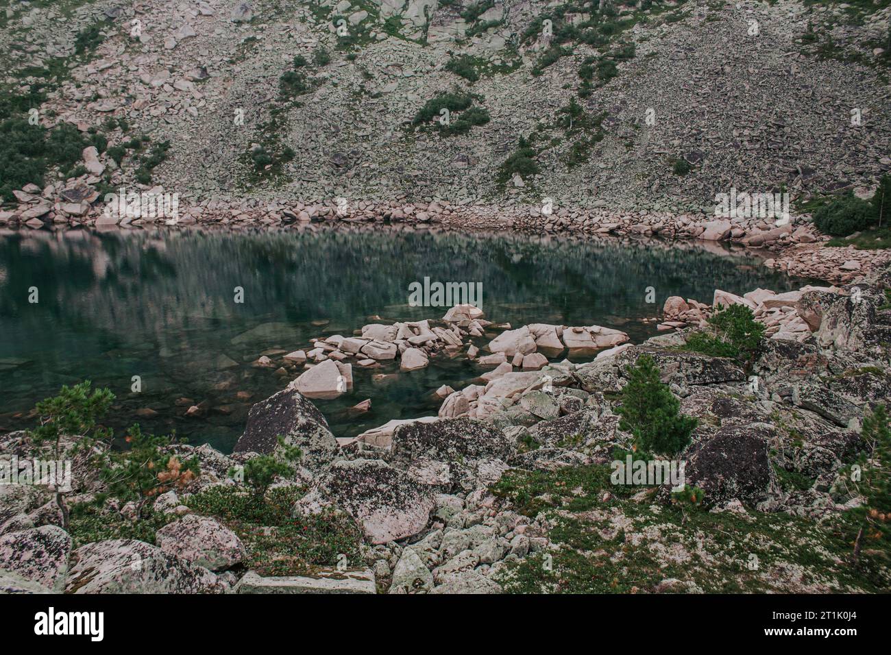 Emerald green pine hi-res stock photography and images - Alamy