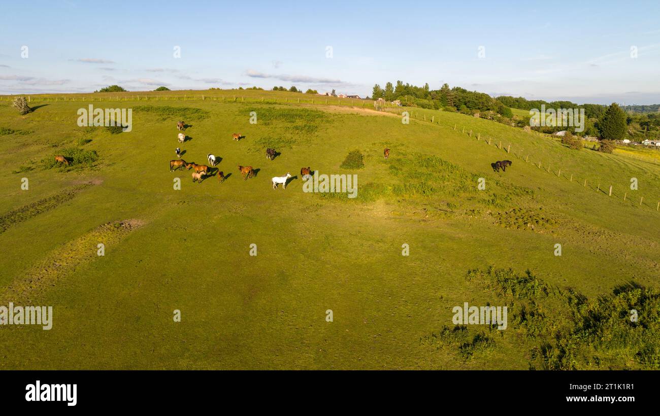 Herd horses running on hill hi-res stock photography and images - Alamy