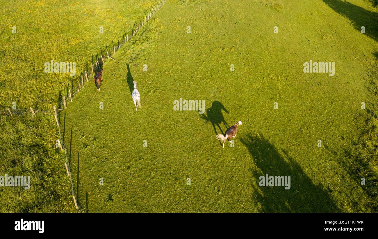 Top view of horses on mountain slope at horse farm. Horses are running ...
