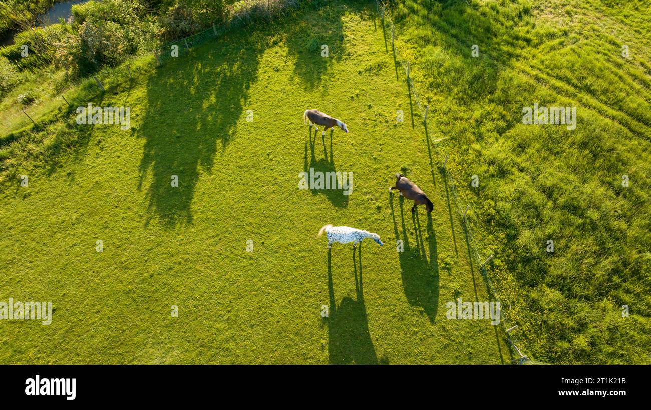 Herd horses running on hill hi-res stock photography and images - Alamy