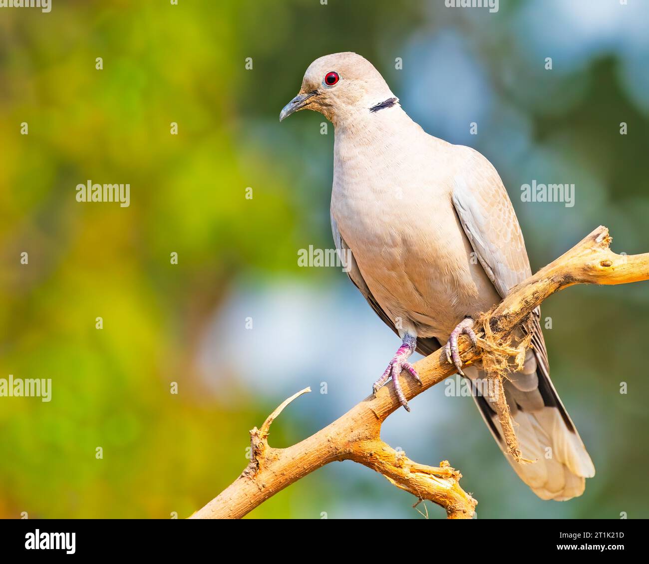 A Collar Dove resting on a tree Stock Photo - Alamy