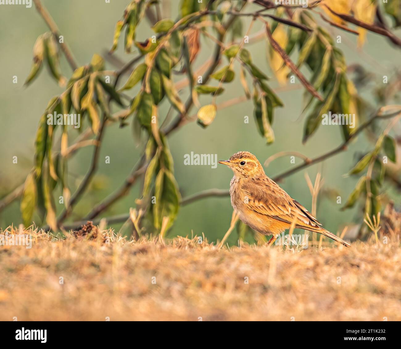 Field pipit hi-res stock photography and images - Alamy