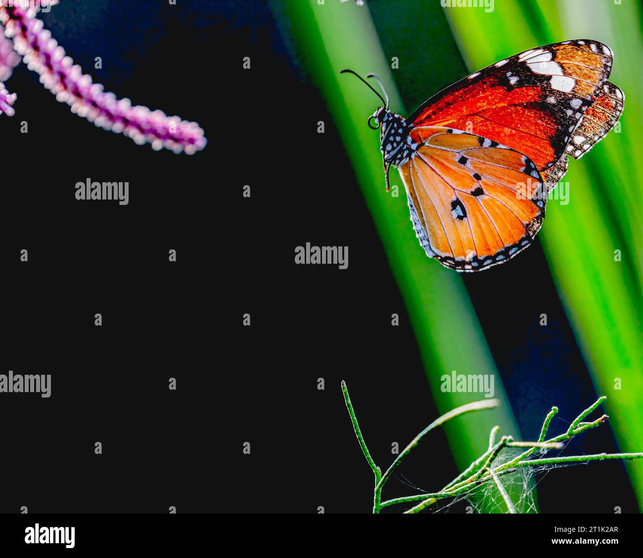 Plain tiger butterfly larvae hi-res stock photography and images - Alamy