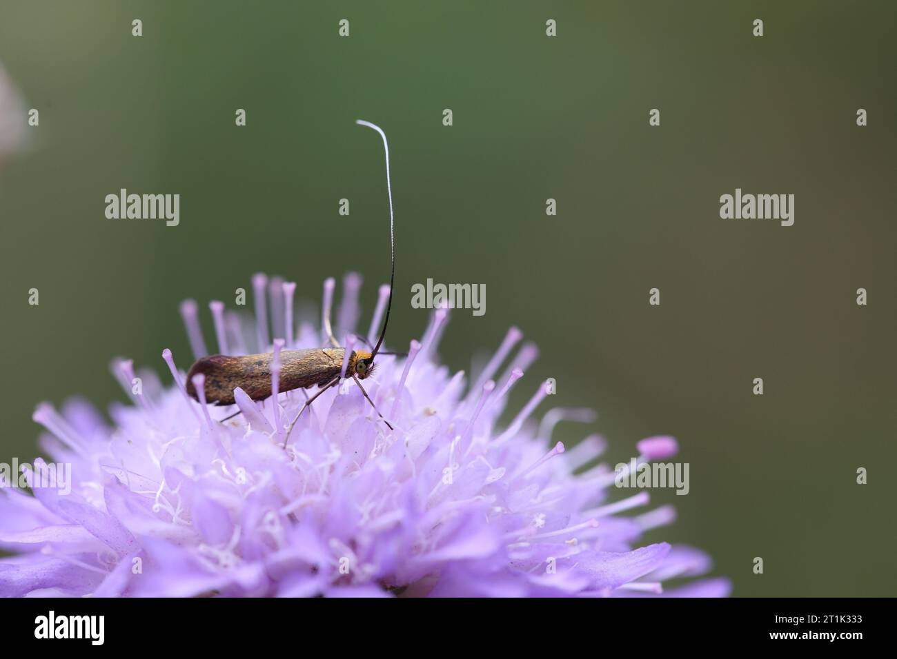 nemophora metallica moth sitting on a scarbiosa flower Stock Photo - Alamy