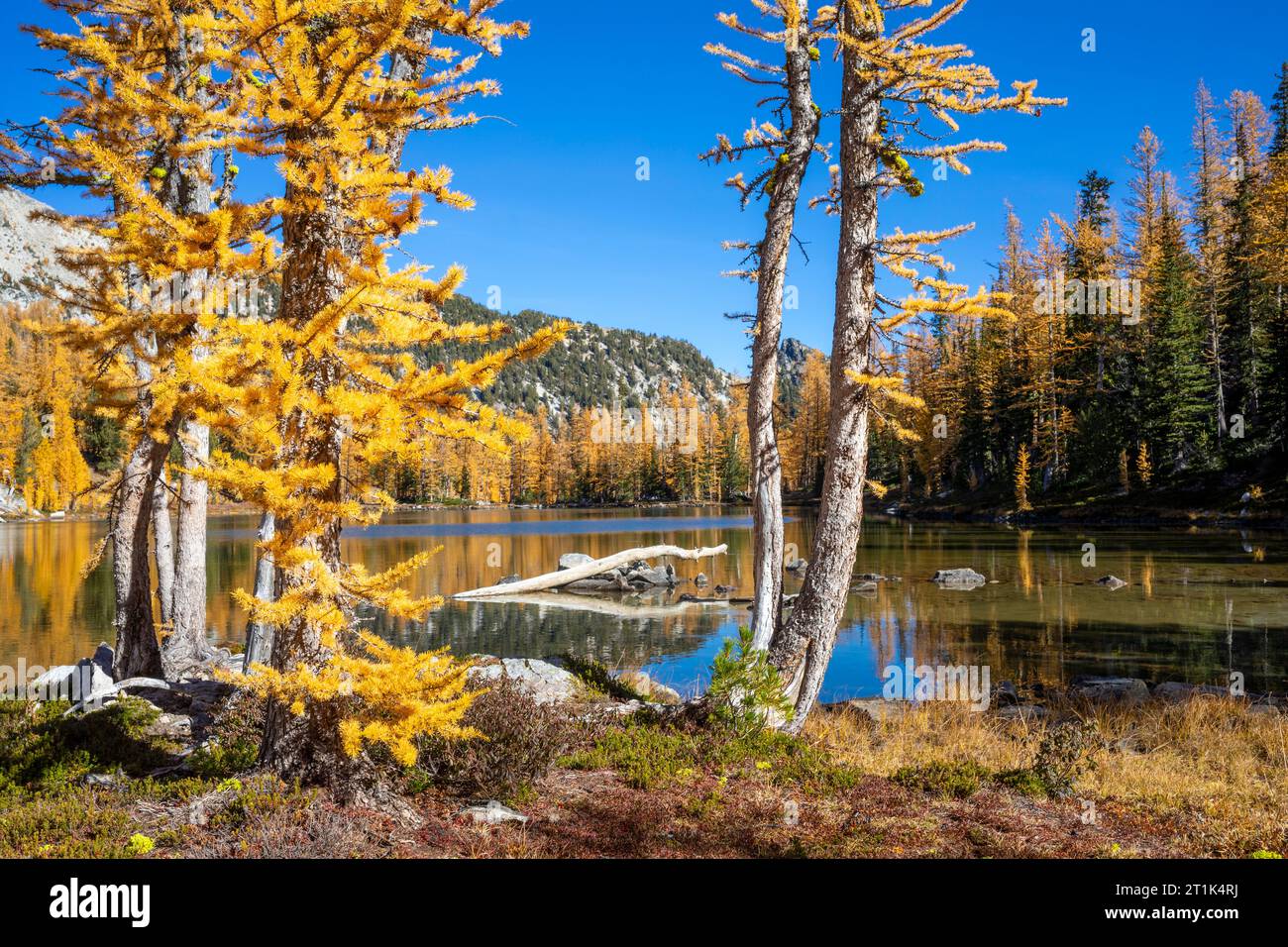 WA24588-00....WASHINGTON - Larch trees and Cooney Lake in the Wenatchee ...
