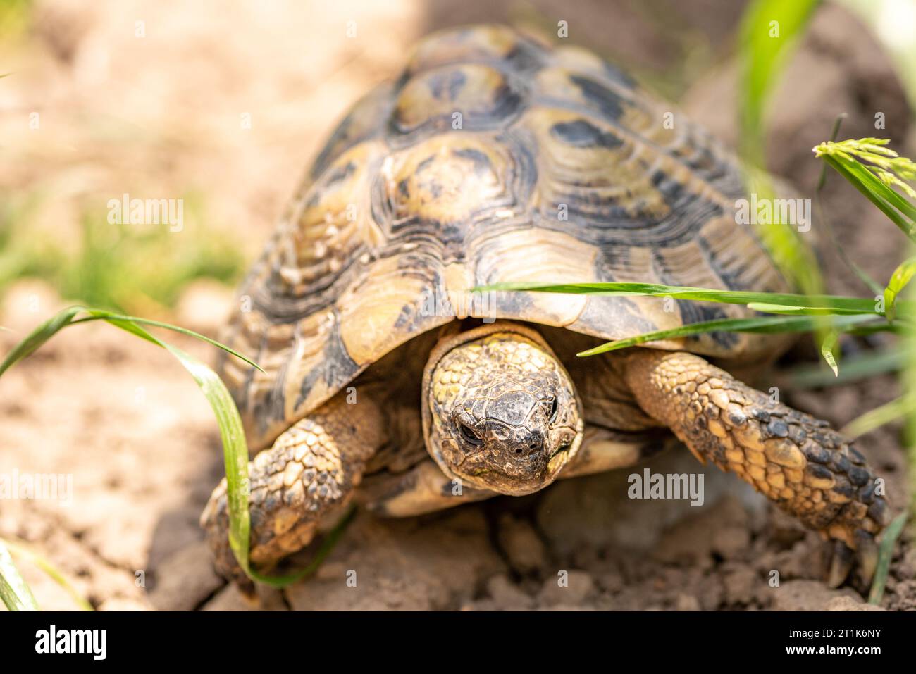 Outdoortortoise hi-res stock photography and images - Alamy