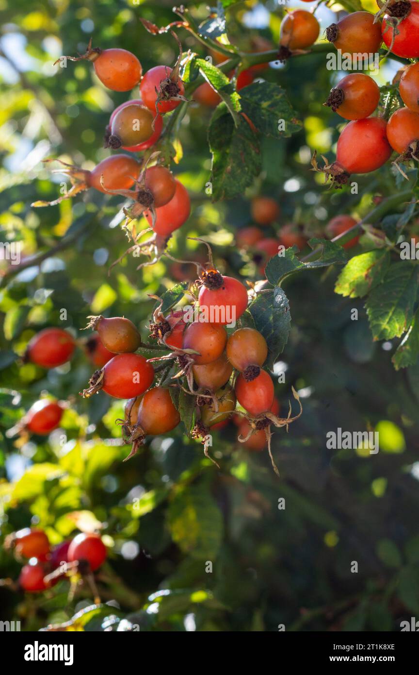 Rose brier hi-res stock photography and images - Alamy
