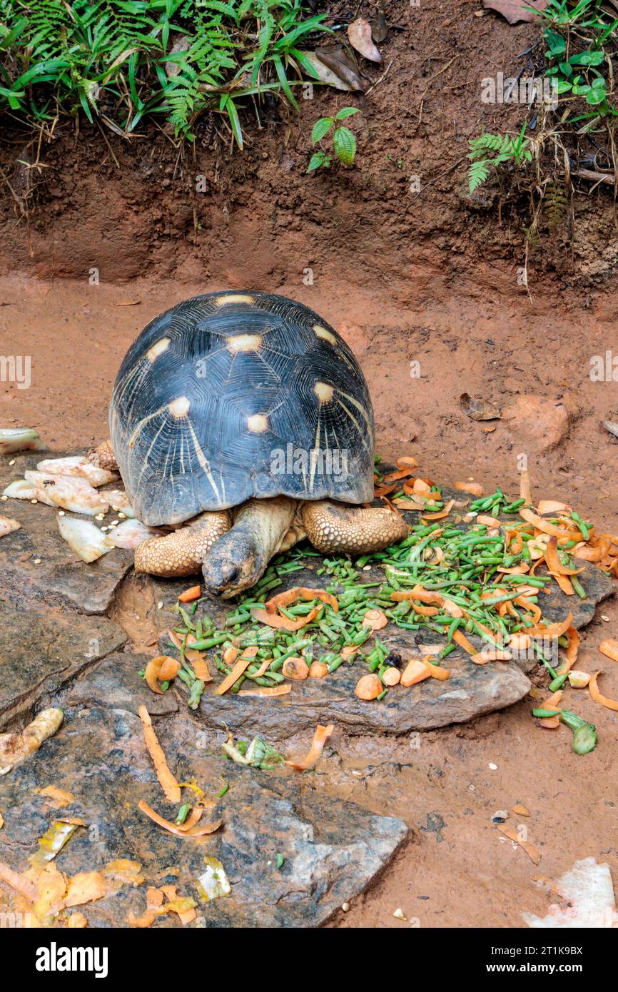 Turtle of the species Astrochelys radiata, Madagascar Stock Photo - Alamy