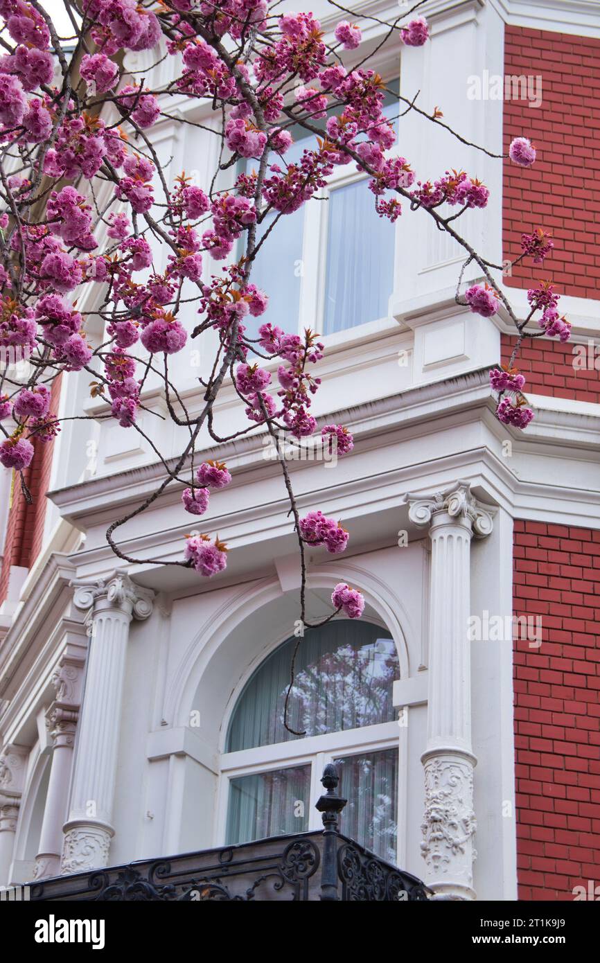 Pink cherry blossoms in front of window on red and white building on a ...