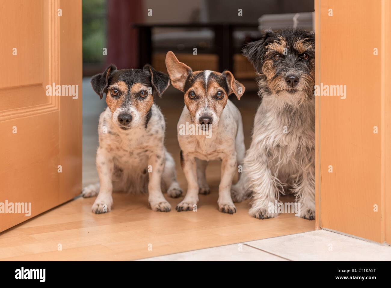a group of three cute tiny cheeky Jack Russell Terriers standing side ...