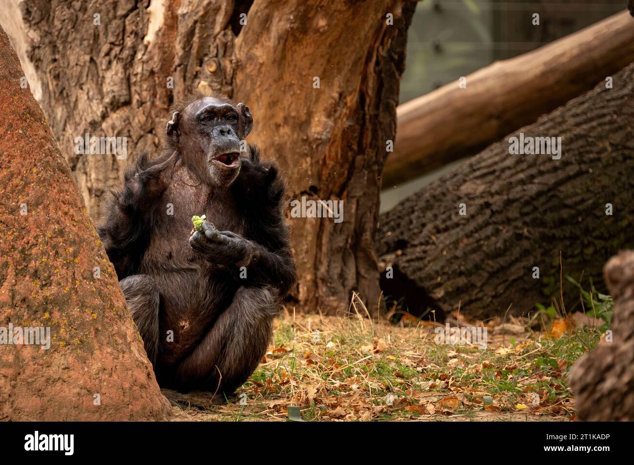 Cimpanzee in a captivity Stock Photo - Alamy