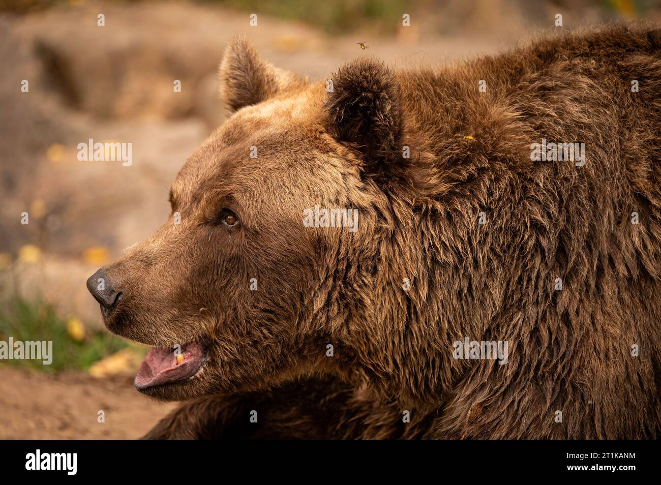Bear from Pilsen zoo Stock Photo - Alamy